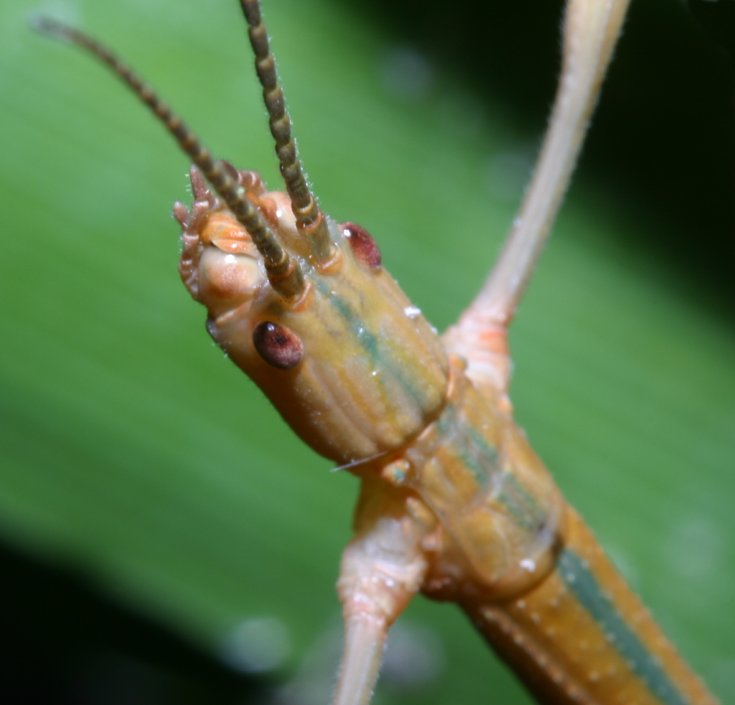National Geographics Stick Insect Stick Insect Facts Stick Insect Pictures National Geographics Stick Insect Stick Insect Facts Stick Insect Pictures