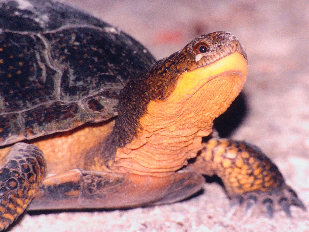 turtle wallpaper